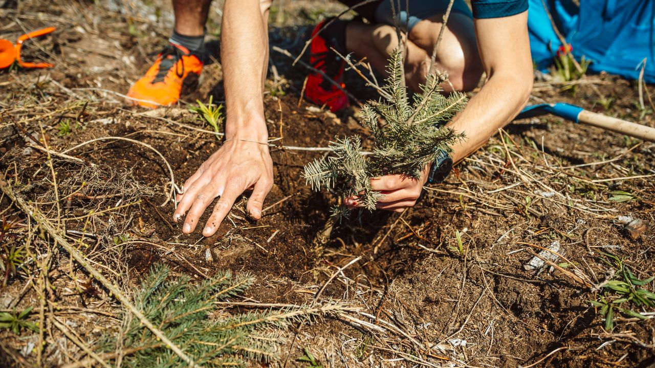 Progetti - Foreste e Ghiacciai | VAIA
