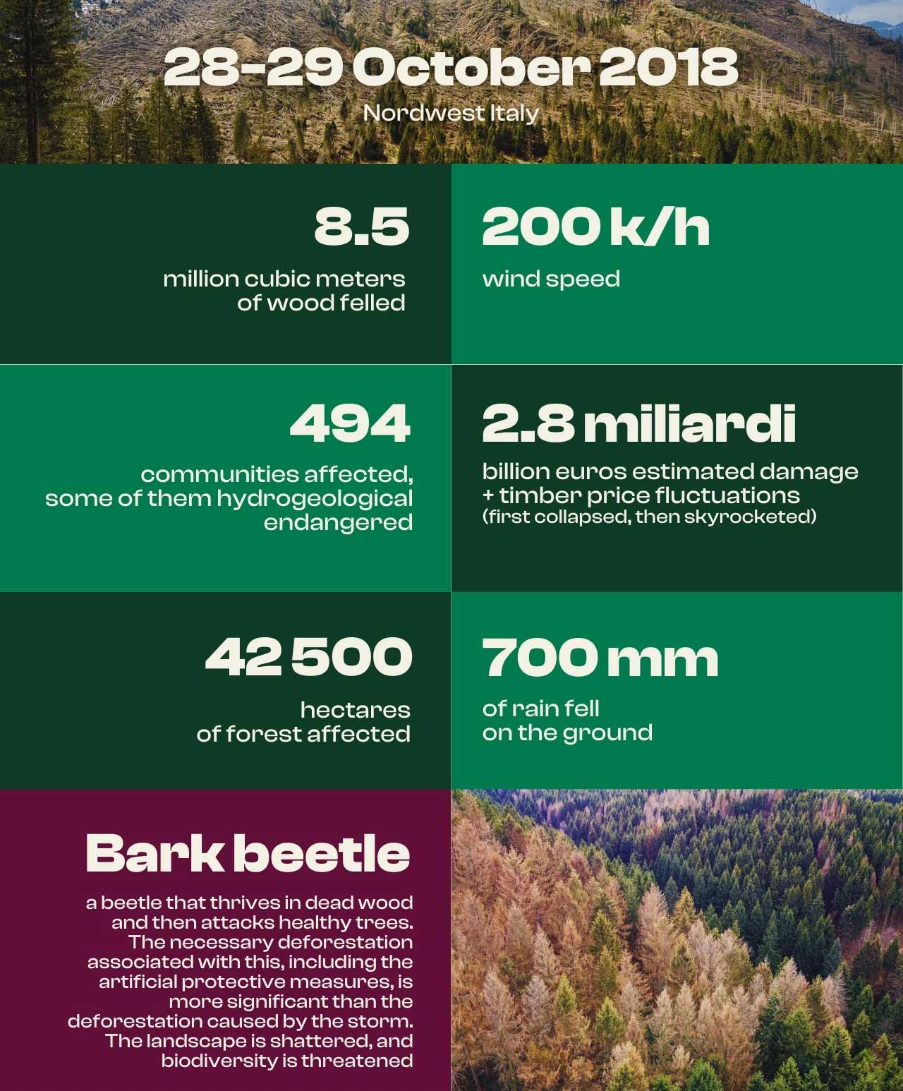 Dolomites Project | 250.000 Trees planted | VAIA